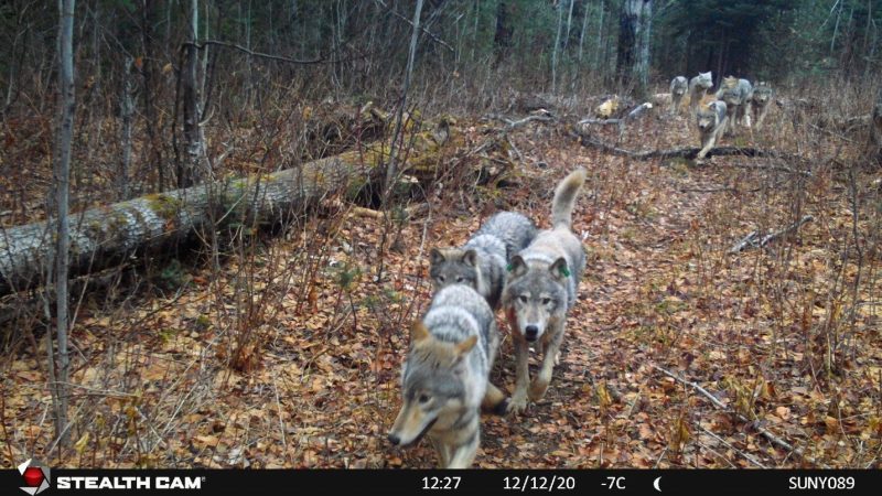 GPS collars inform Isle Royale wolf restoration and monitoring efforts ...